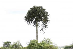 Castle Carr Luddenfoot West Yorkshire – J4S4.COM